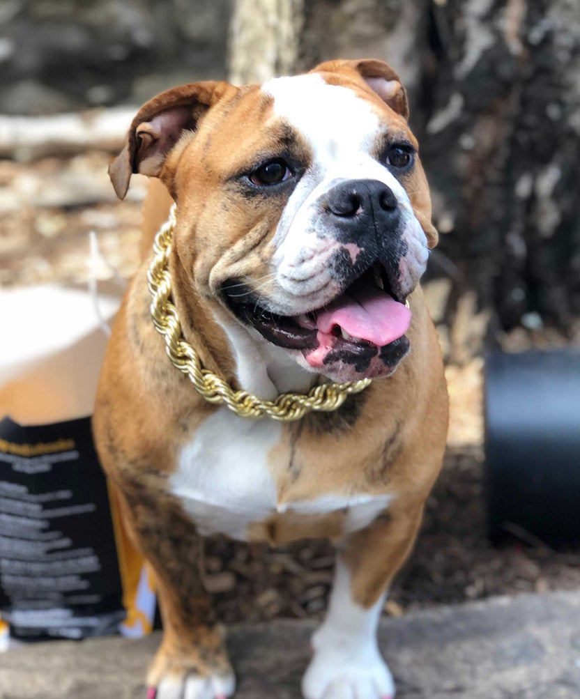 Rope Chain Dog Collar "The Dookie" – Anomaly