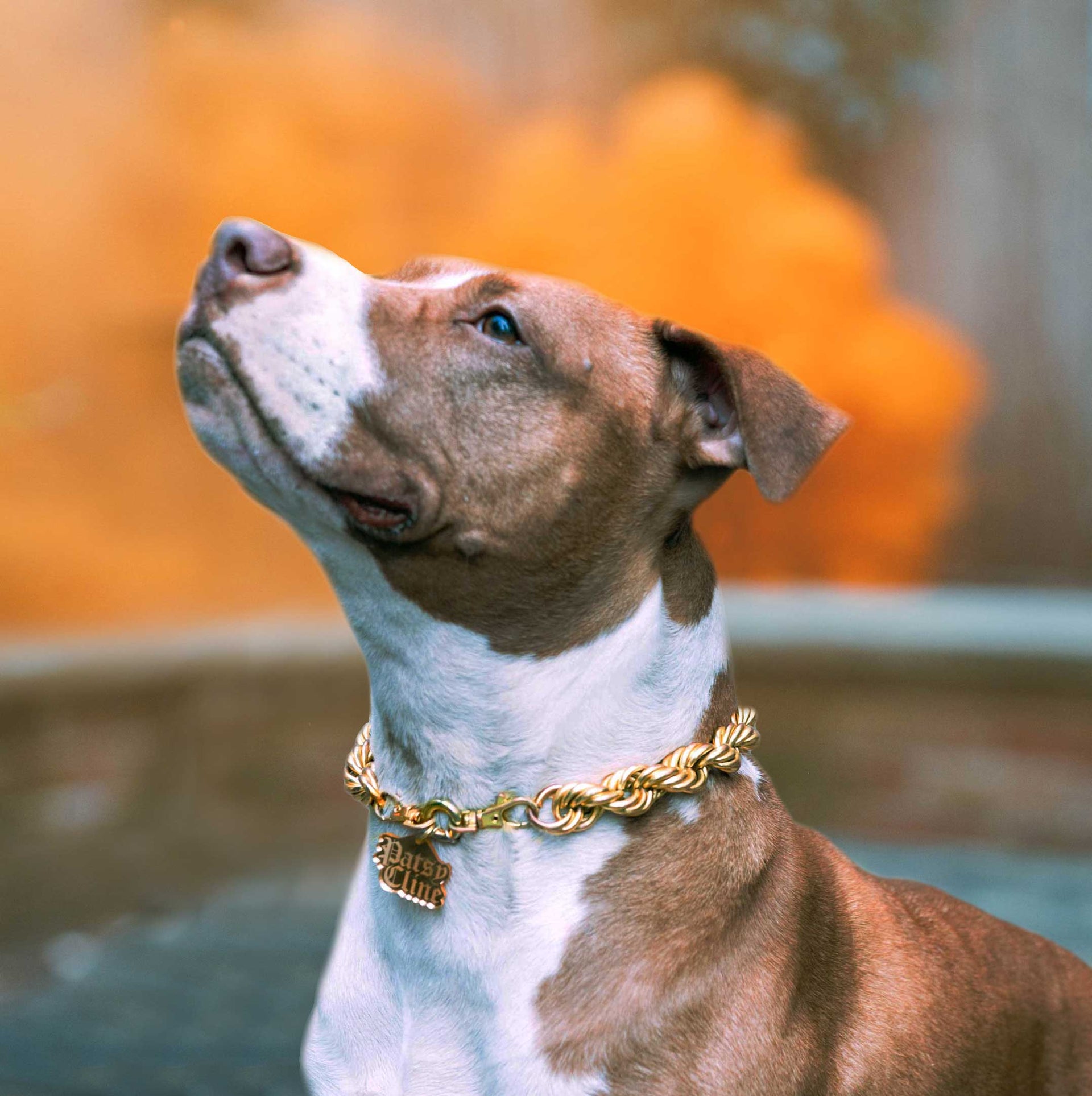 Rope Chain Dog Collar "The Dookie" – Anomaly